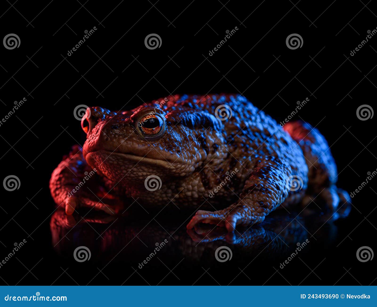 Common Toad Portrait in Red and Blue Neon Light Isolated on Black Stock ...