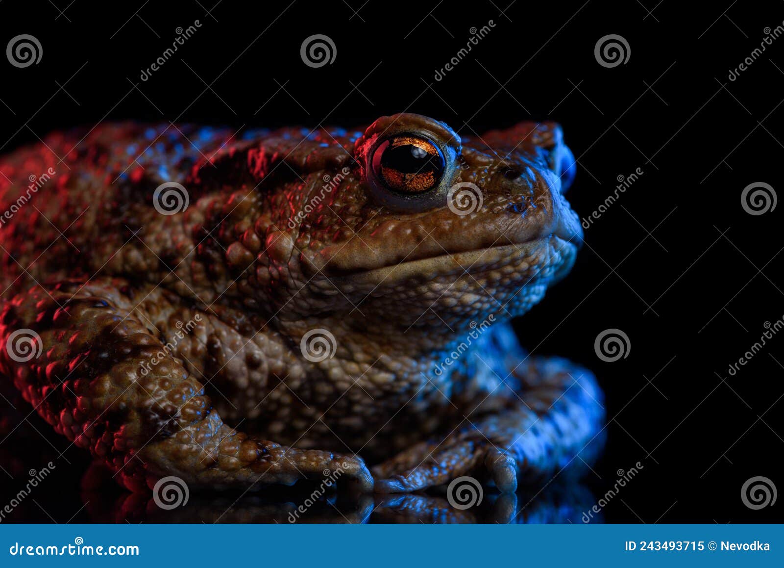 Common Toad Portrait in Red and Blue Neon Light Isolated on Black Stock ...
