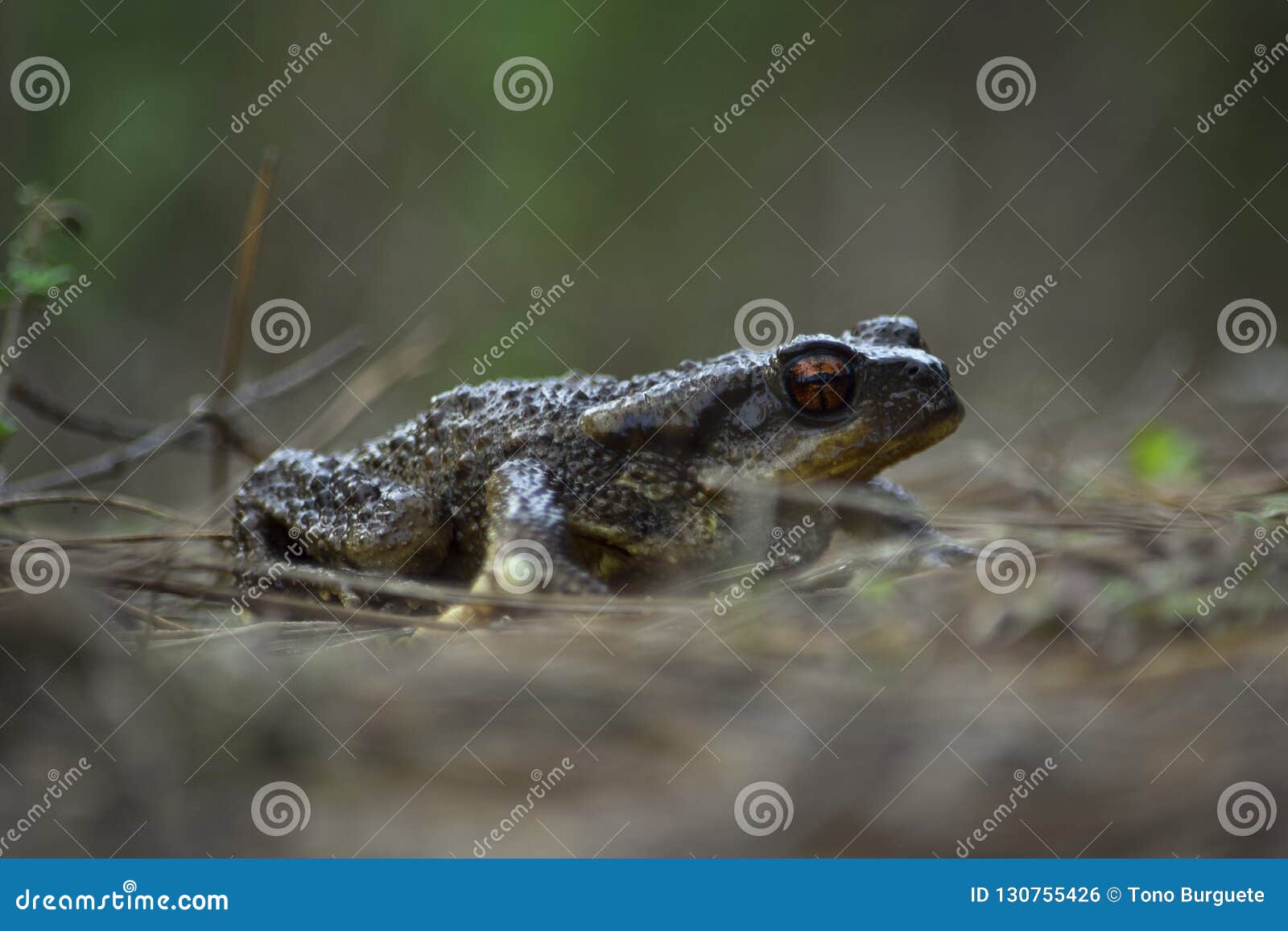 Common toad stock photo. Image of frog, indoors, croak - 130755426
