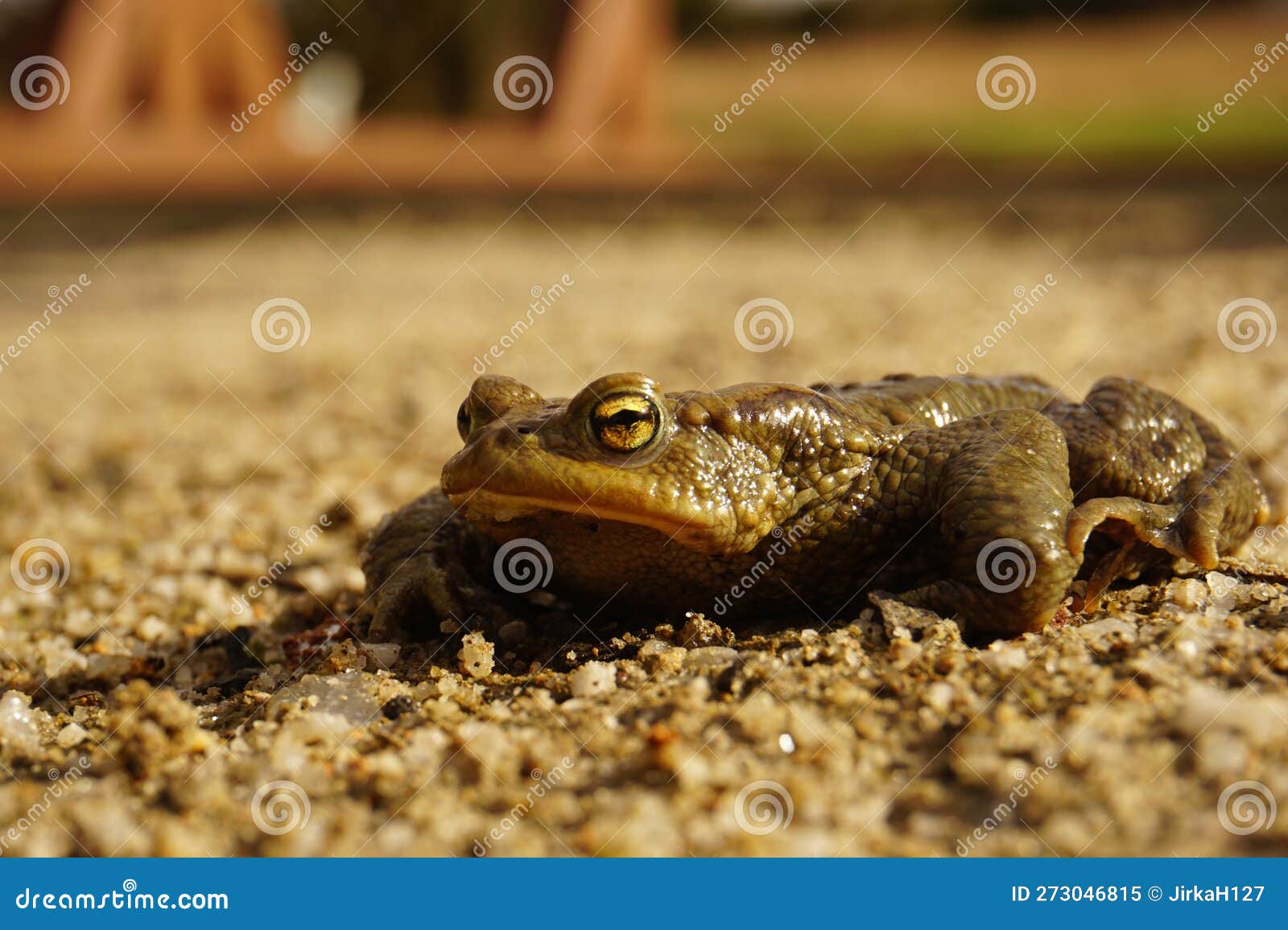 Common Toad on Sand. Toad on Sand. Stock Image - Image of toadonsand ...