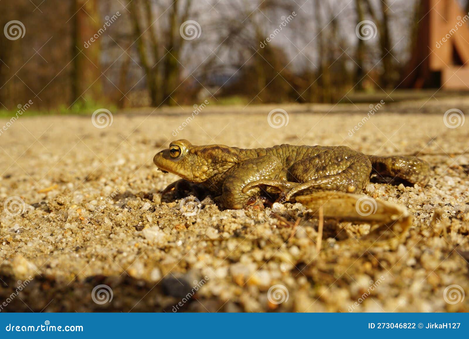 Common Toad on Sand. Toad on Sand. Stock Photo - Image of toad ...