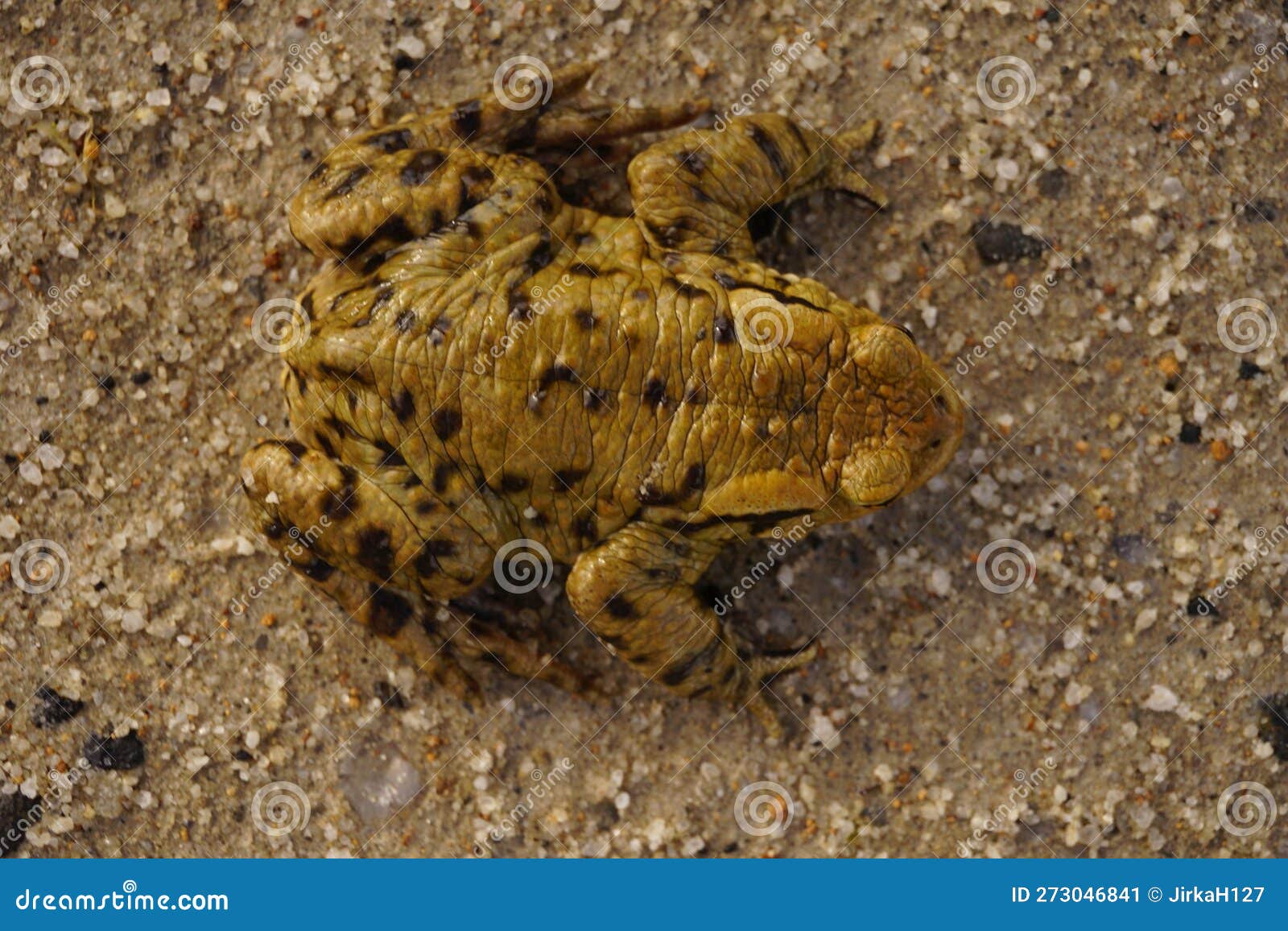 Common Toad on Sand. Toad on Sand. Stock Image - Image of toadonsand ...