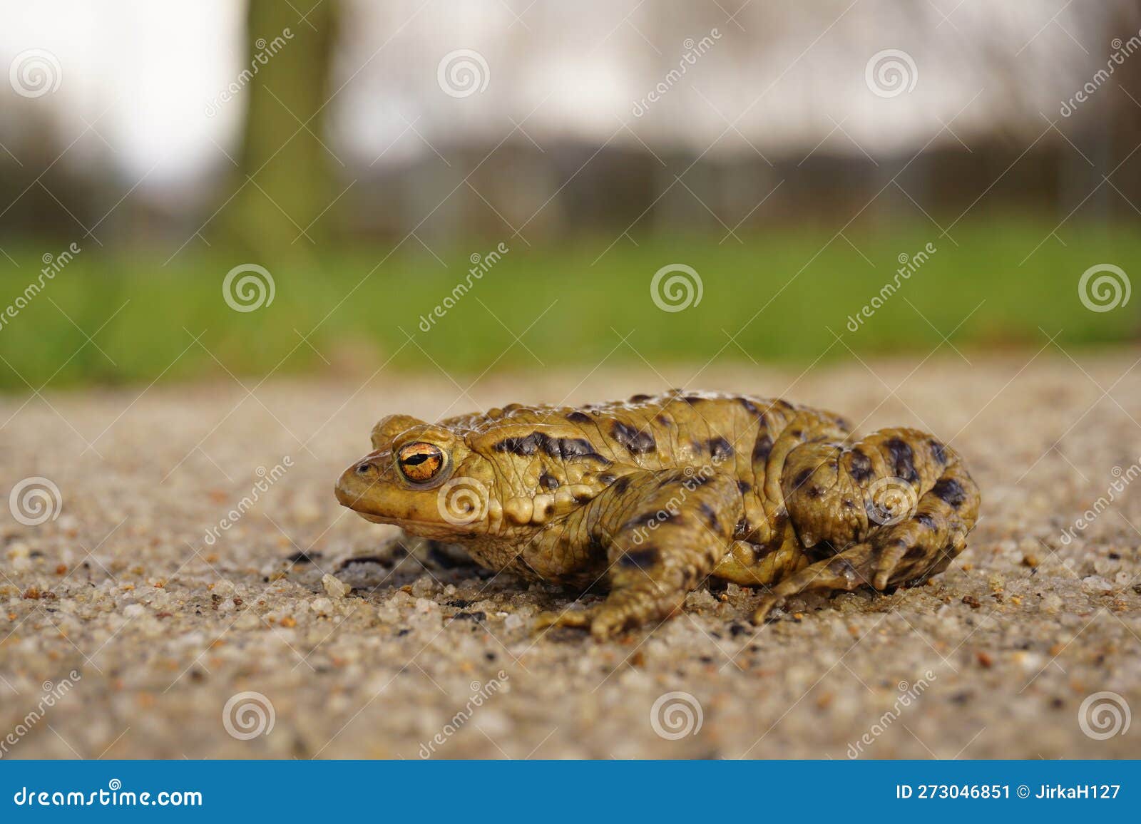 Common Toad on Sand. Toad on Sand. Stock Image - Image of browntoad ...