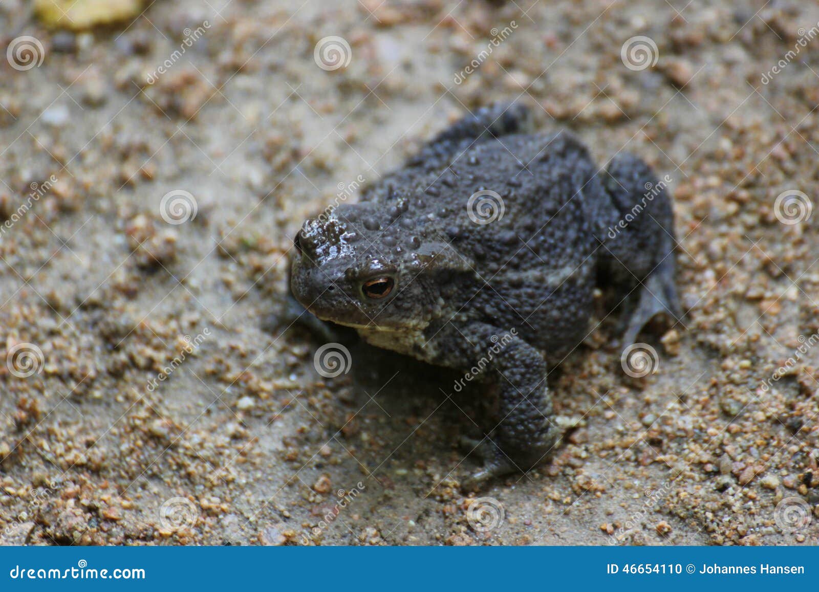 Common Toad stock photo. Image of wildlife, grass, 21st - 46654110