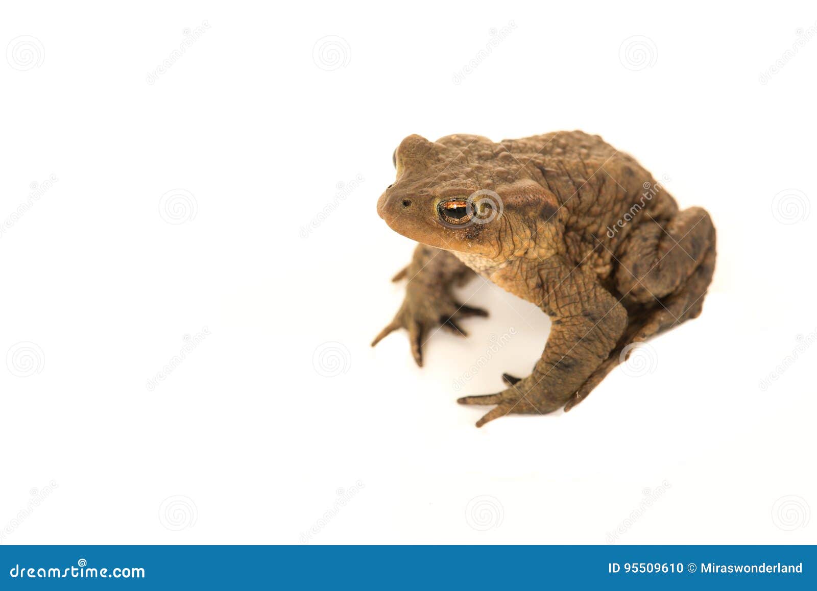 Common Toad Seen from Above Stock Photo - Image of wildlife, view: 95509610