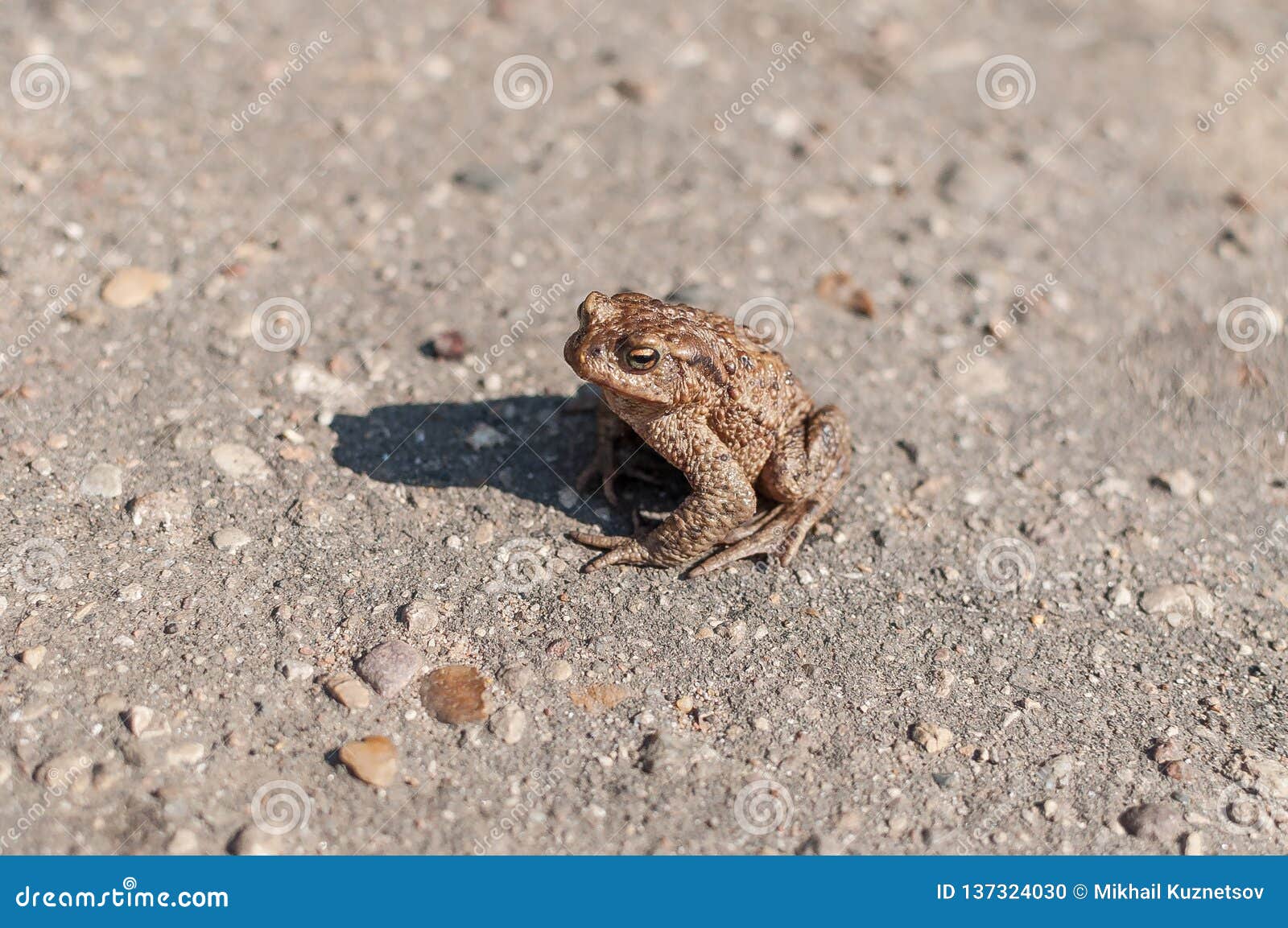 European Toad in the Natural Environment Stock Photo - Image of adult ...
