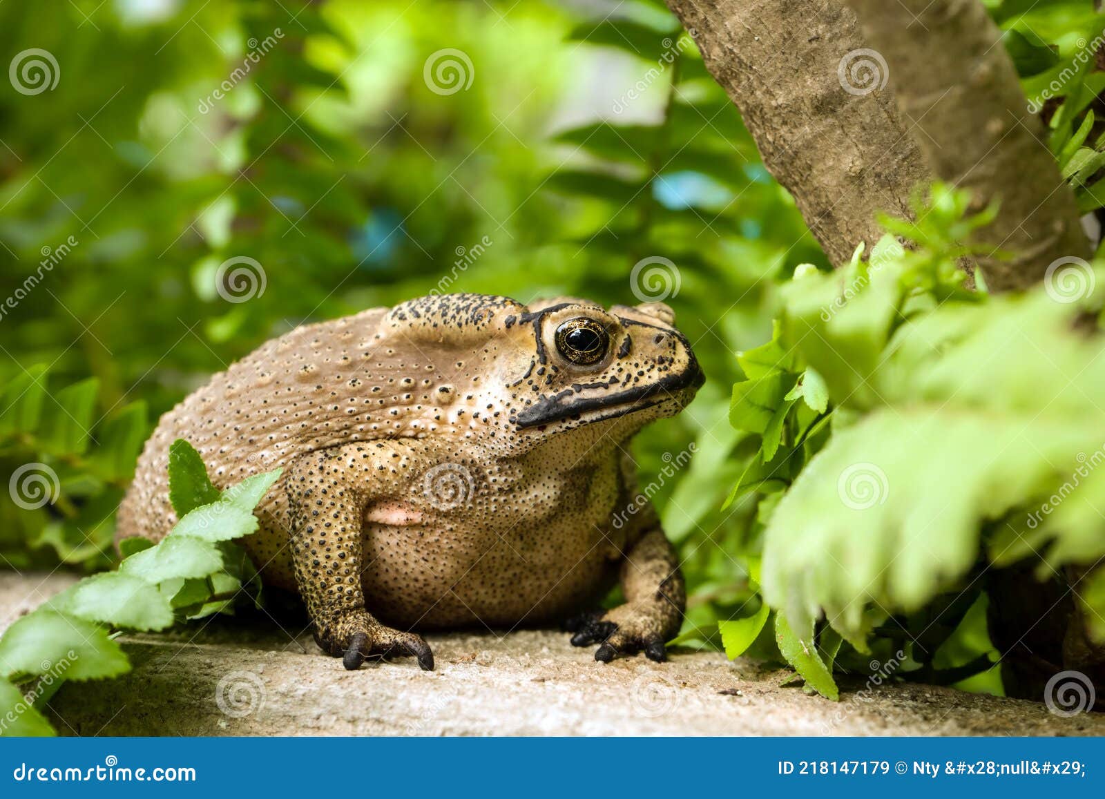 Toad stock image. Image of nature, amphibian, green - 218147179