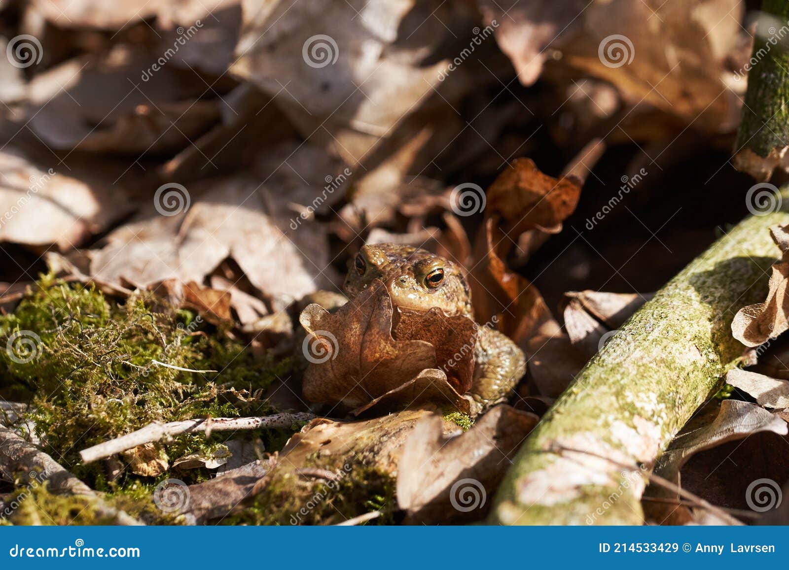 Common Toad Sitting between Leafs and Branches in Forest Floor in ...