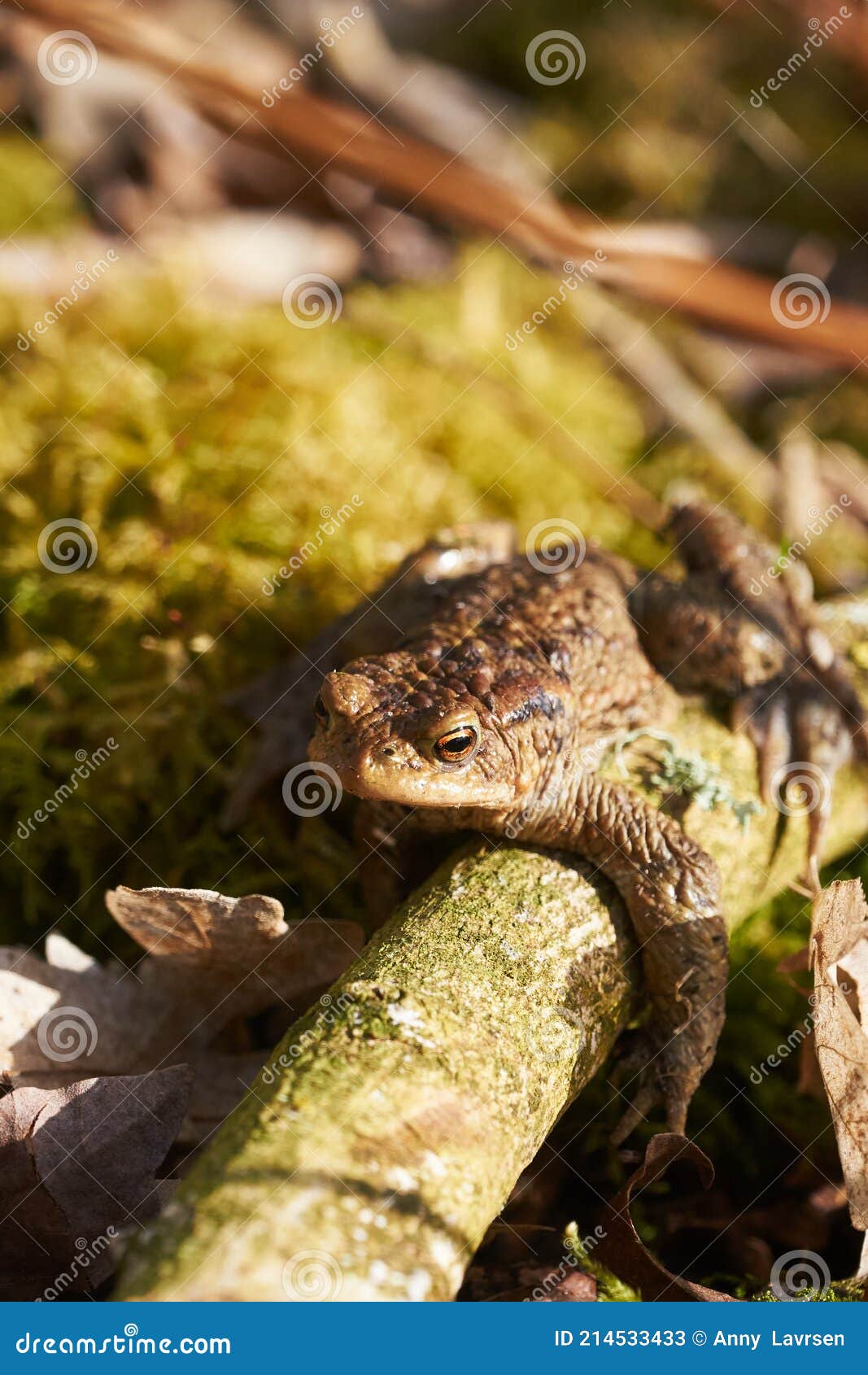 Common Toad Sitting between Leafs and Branches in Forest Floor in ...