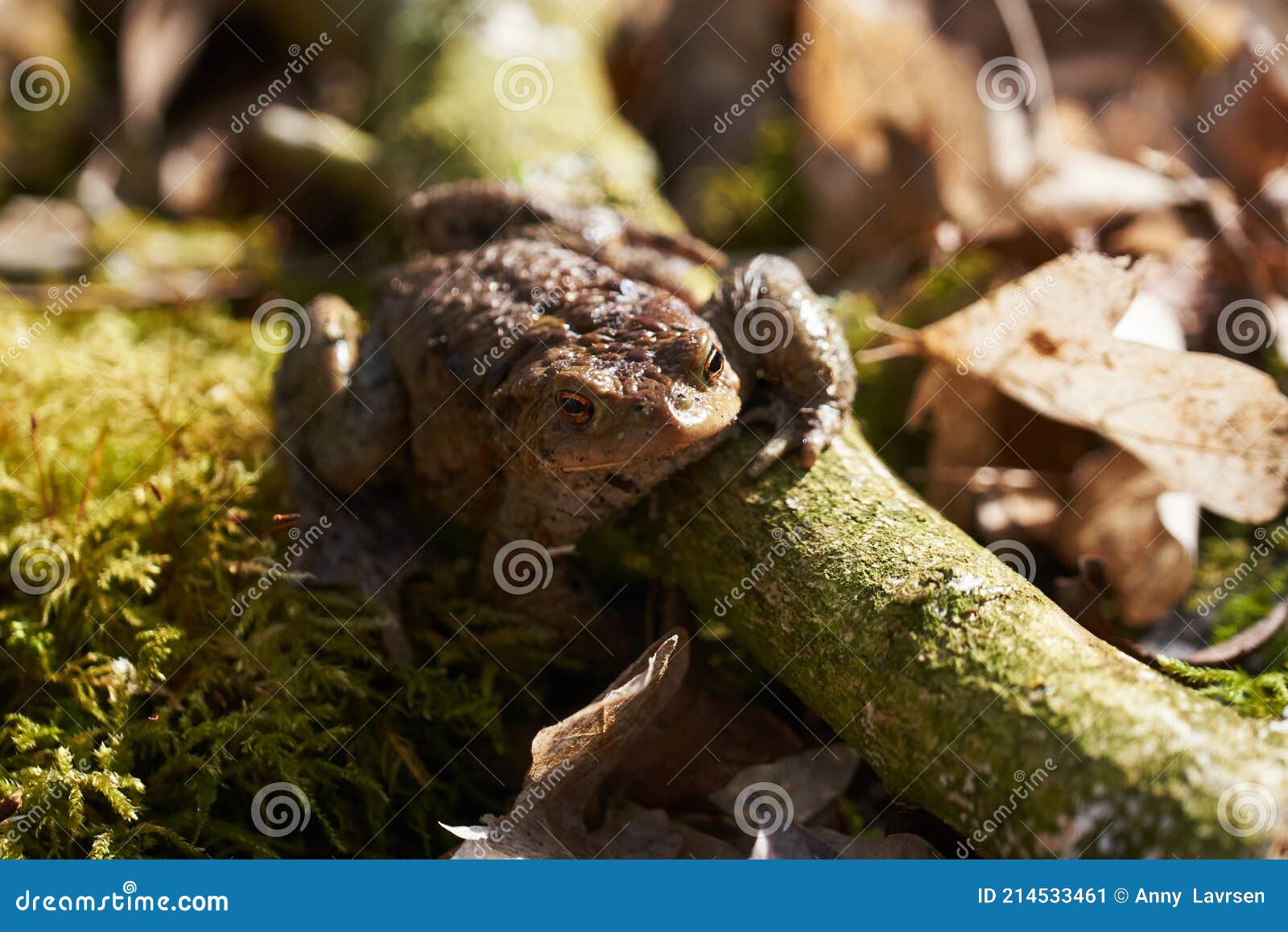 Common Toad Sitting between Leafs and Branches in Forest Floor in ...