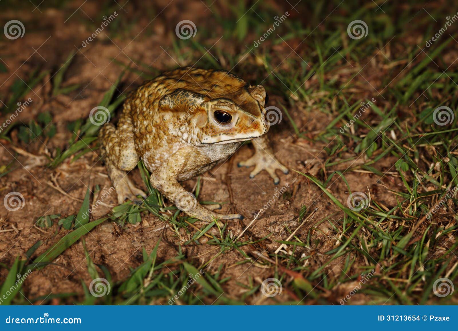Common Toad Sitting in the Grass Stock Photo - Image of grass, looking ...