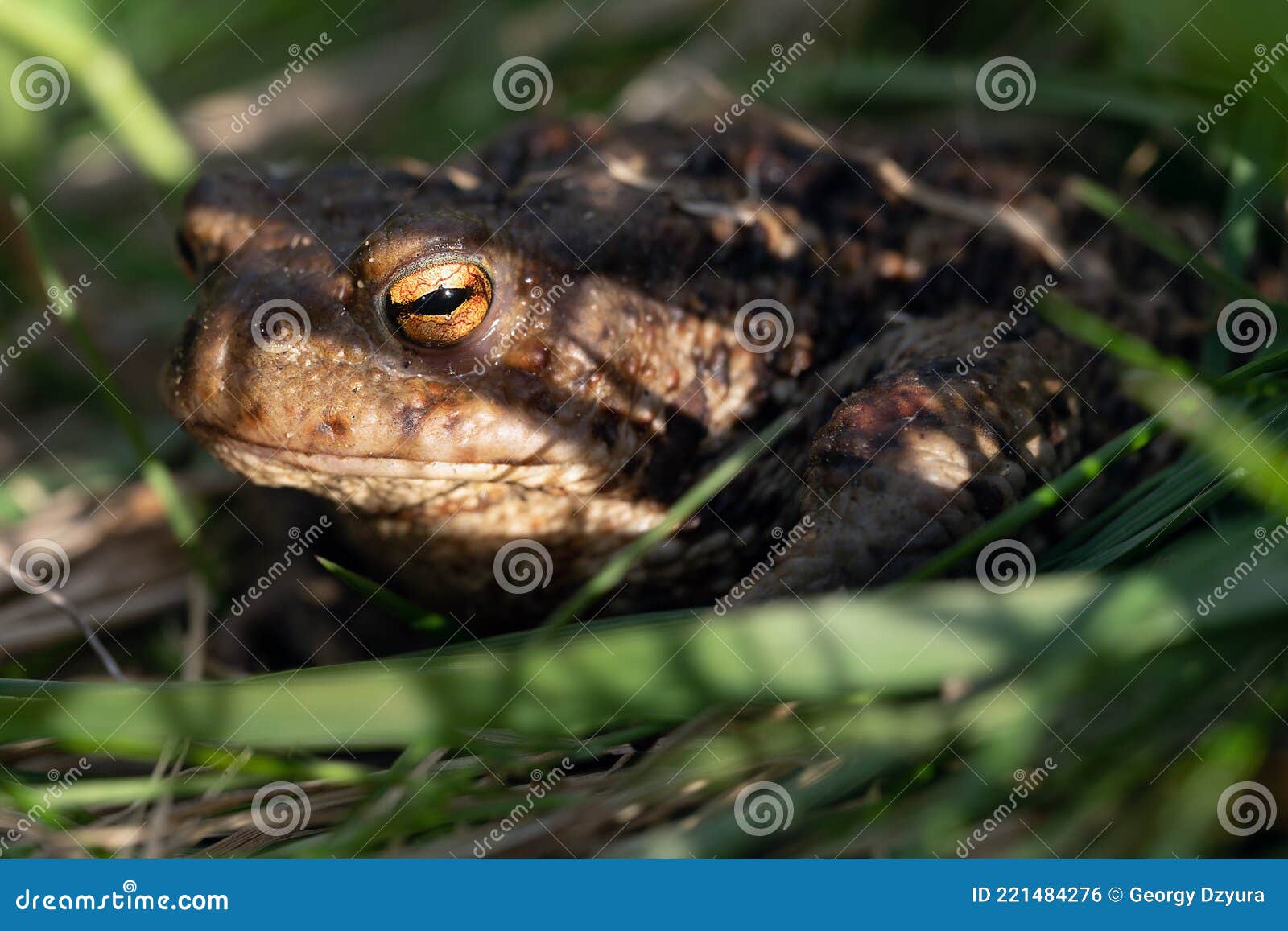 Toad Sitting in Green Grass with Shadows on Its Face Stock Photo ...