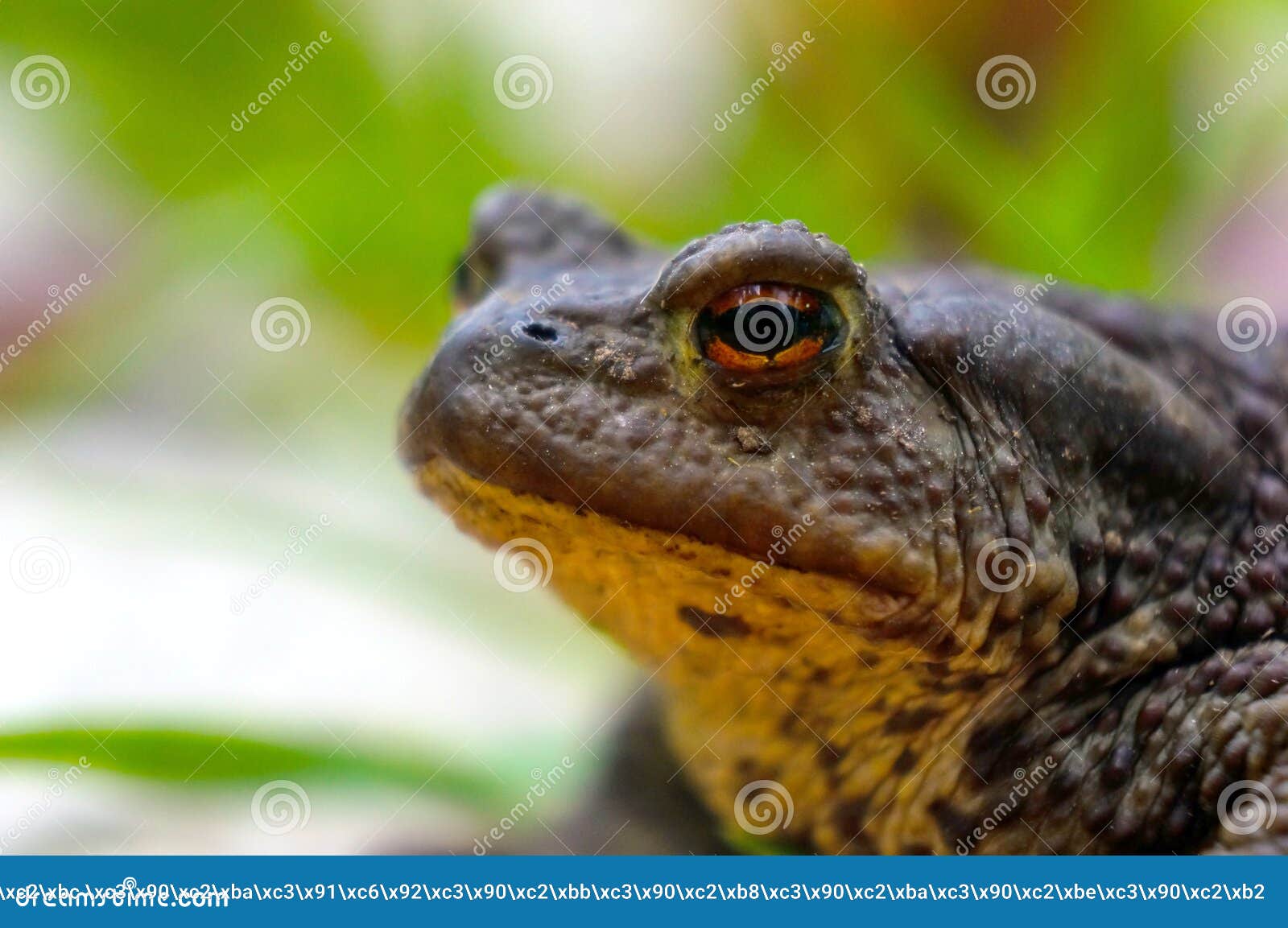 Common Toad Sitting on the Ground, European Toad in Natural Environment ...