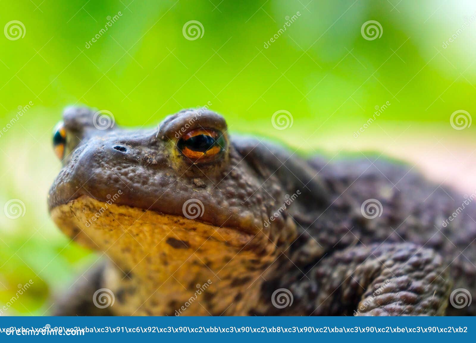 Common Toad Sitting on the Ground, European Toad in Natural Environment ...