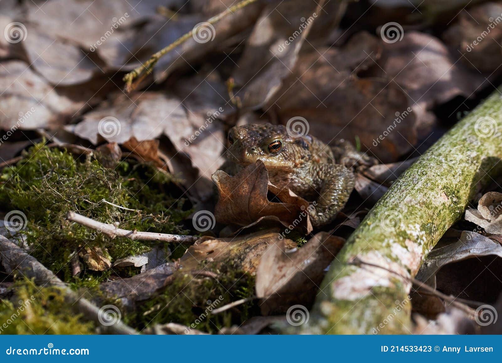 Common Toad Sitting between Leafs and Branches in Forest Floor in ...