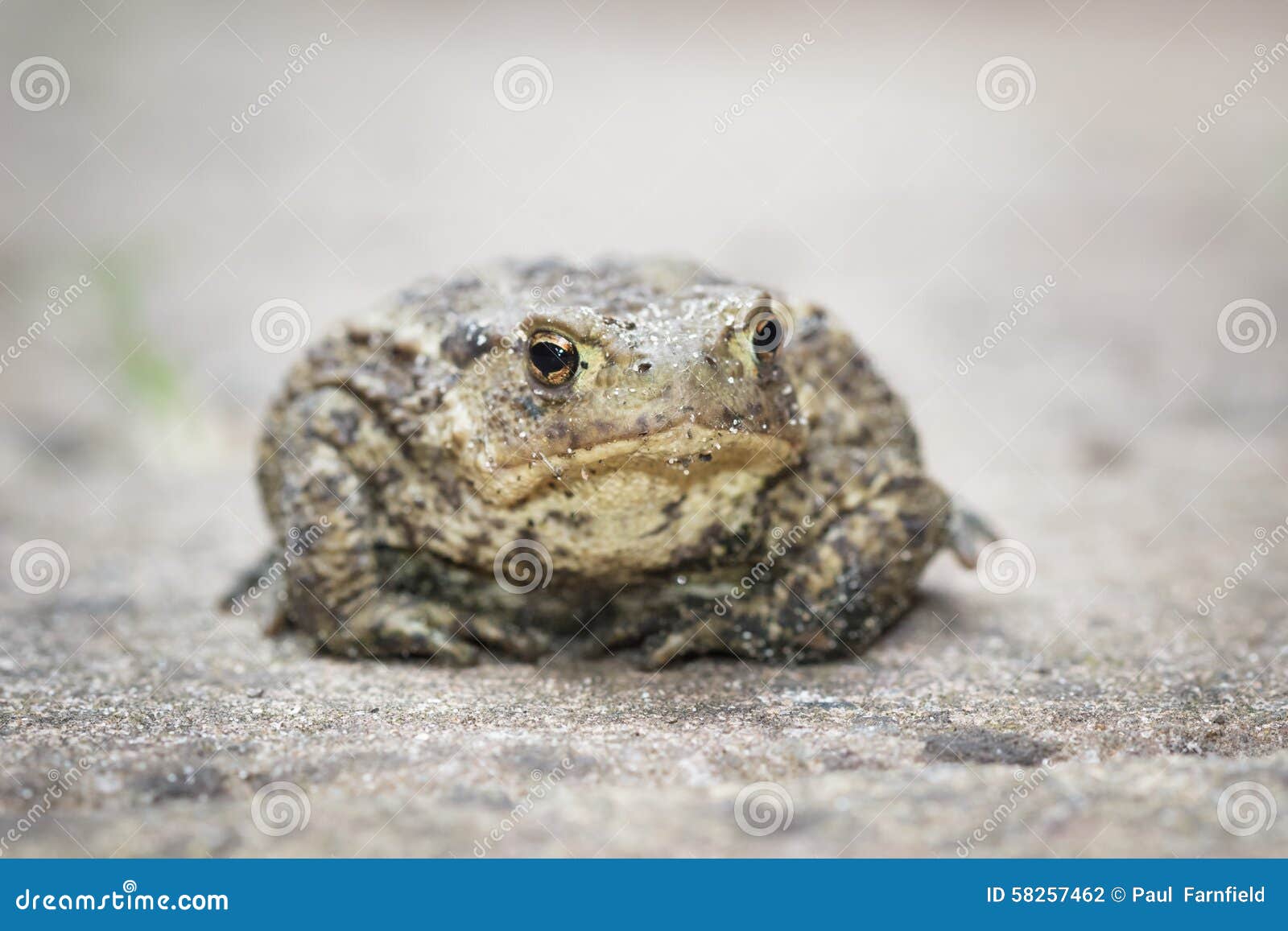 Common Toad stock photo. Image of front, amphibian, looking - 58257462
