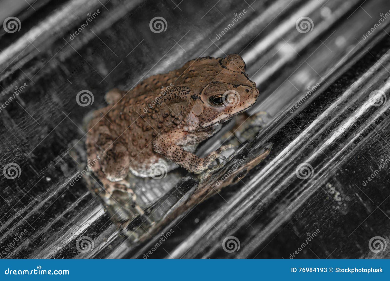 Common Toad Sitting, Portrait of Brown Common Toad Macro Shot Stock ...