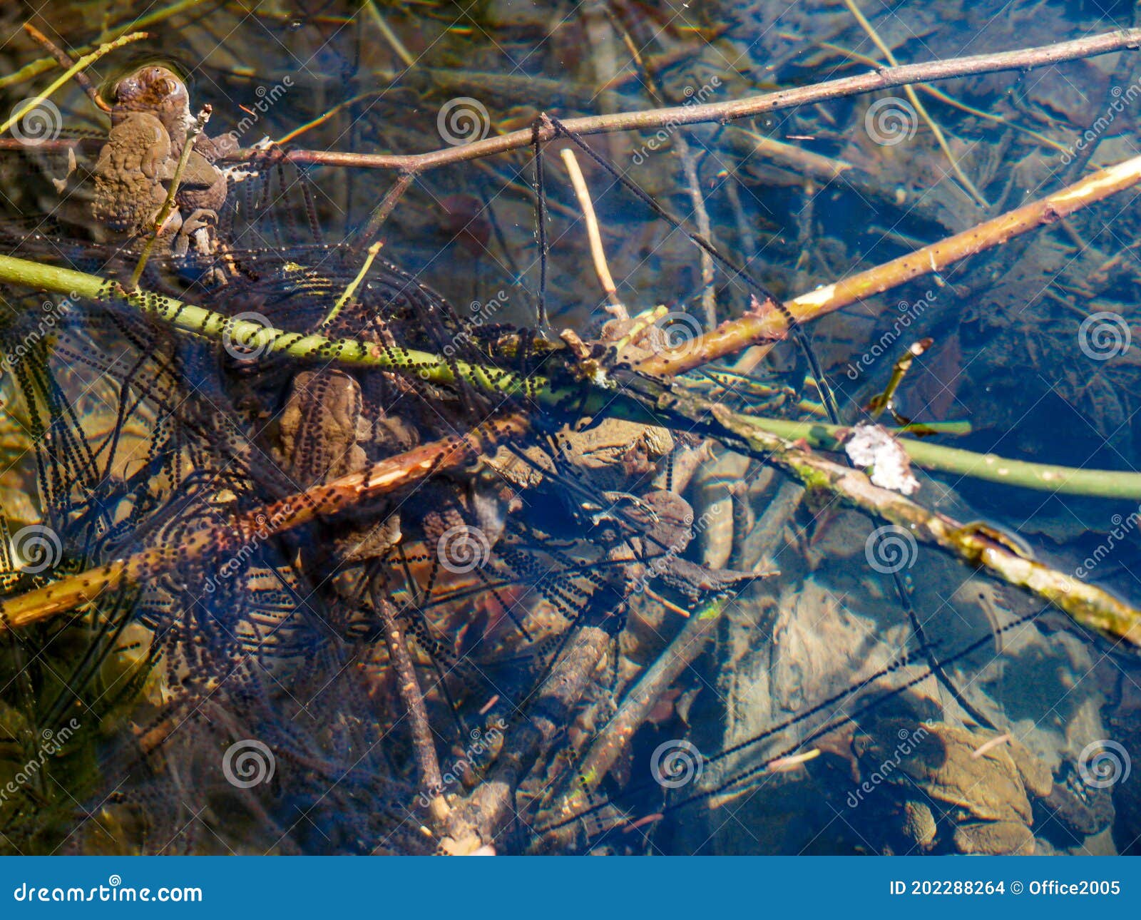 Common toad stock photo. Image of wetland, water, frog - 202288264