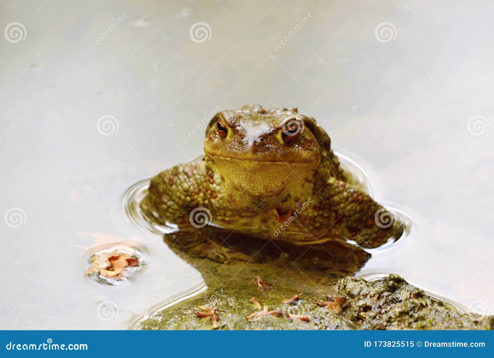Common Toad Standing in the Water Stock Image - Image of merged, headon ...