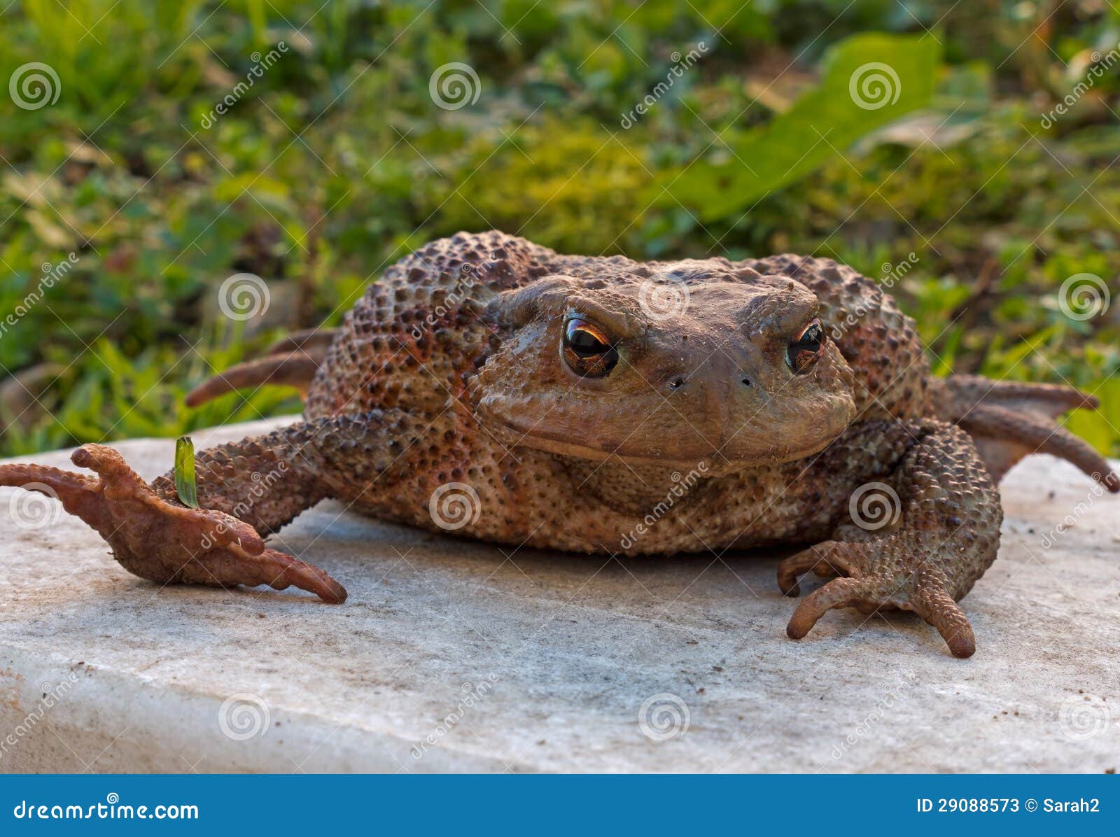 Common toad on stone stock image. Image of closeup, anura - 29088573