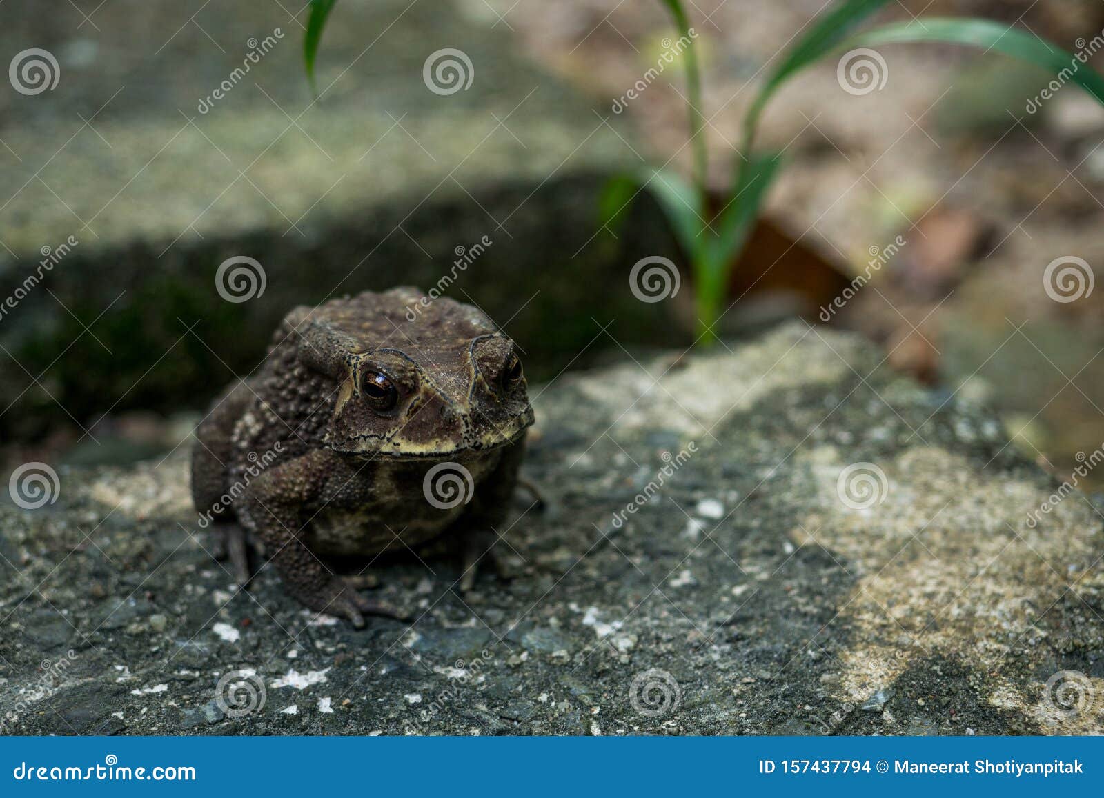 Common Toad on Stone in the Garden Stock Photo - Image of small, macro ...