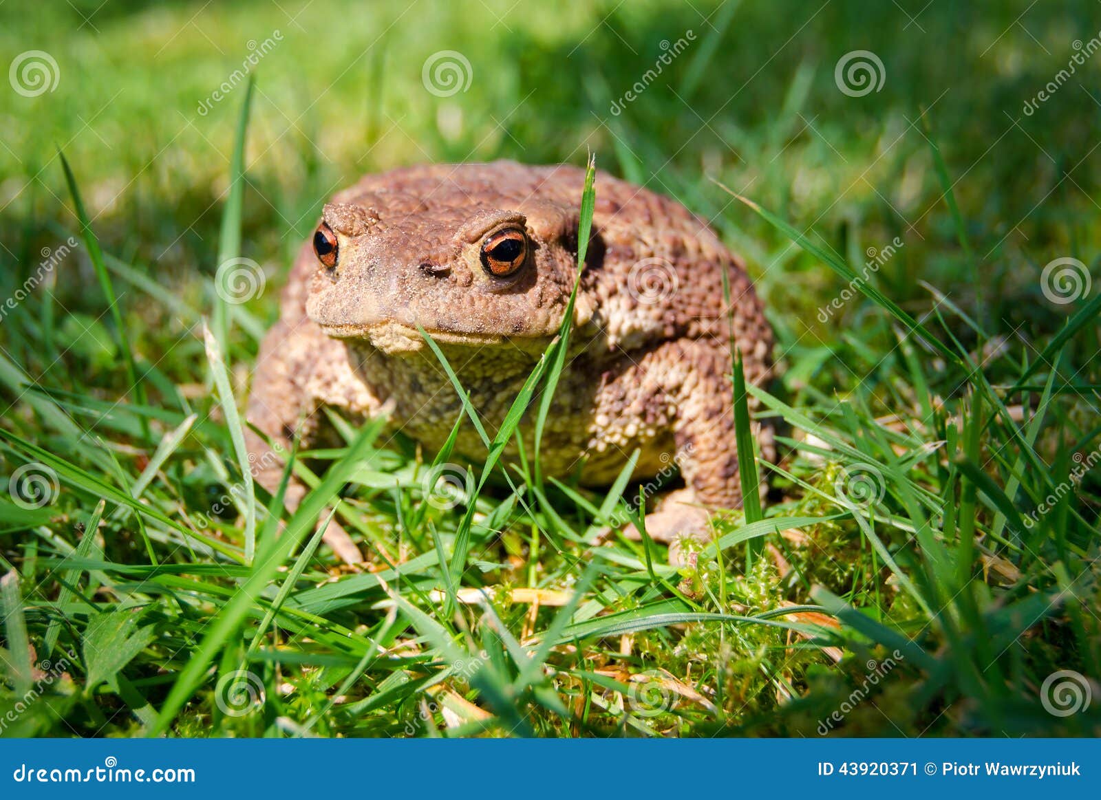 Common Toad on a Summer Grass Stock Image - Image of summer, grass ...
