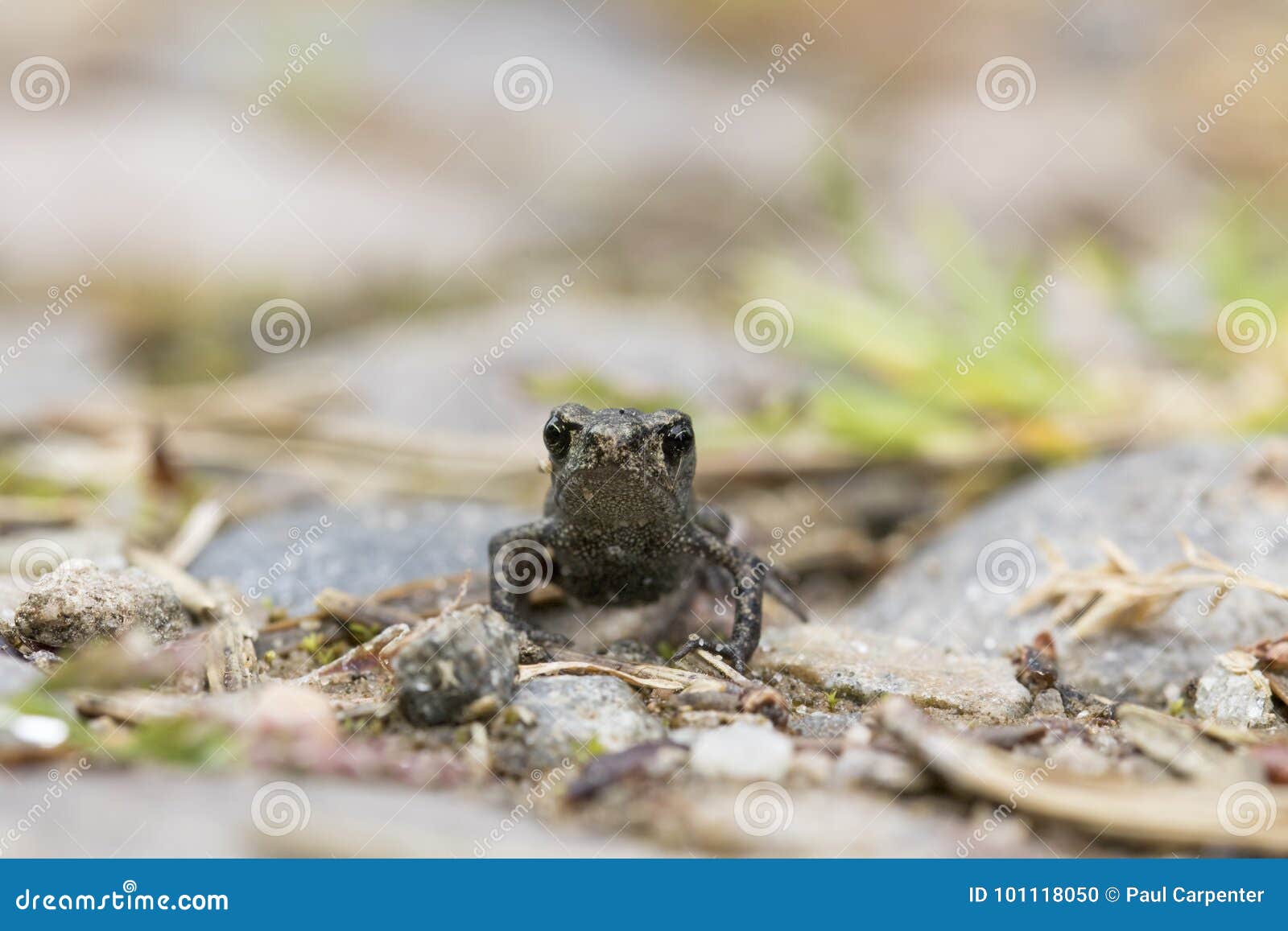 Common Toad Swimming, Breeding, Stock Photo - Image of frog, behaviour ...