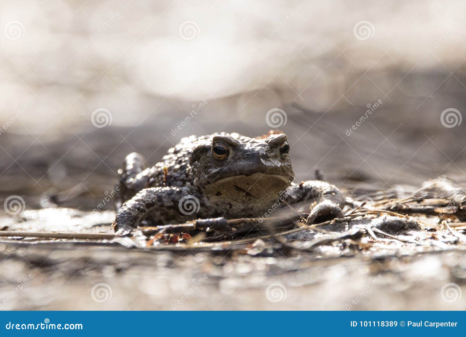Common Toad Swimming, Breeding, Stock Image - Image of frog, autumn ...