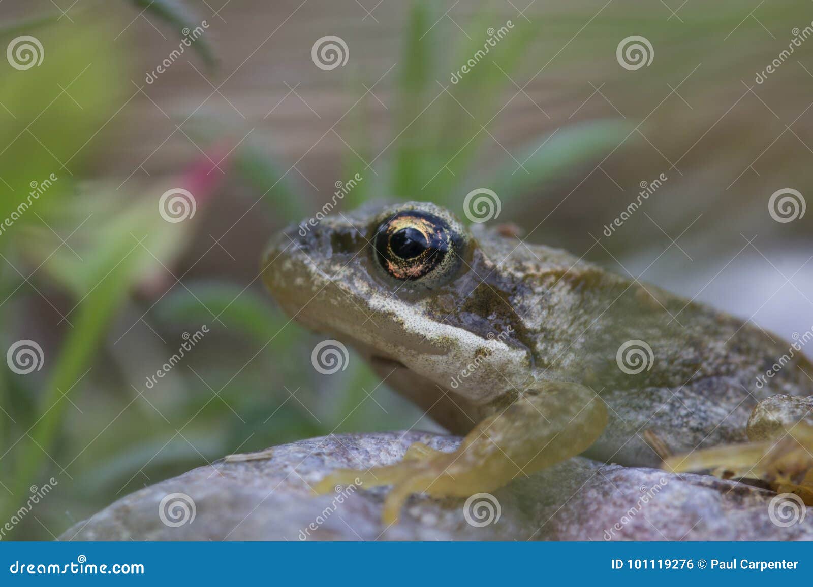 Common Toad Swimming, Breeding, Stock Photo - Image of eating, body ...