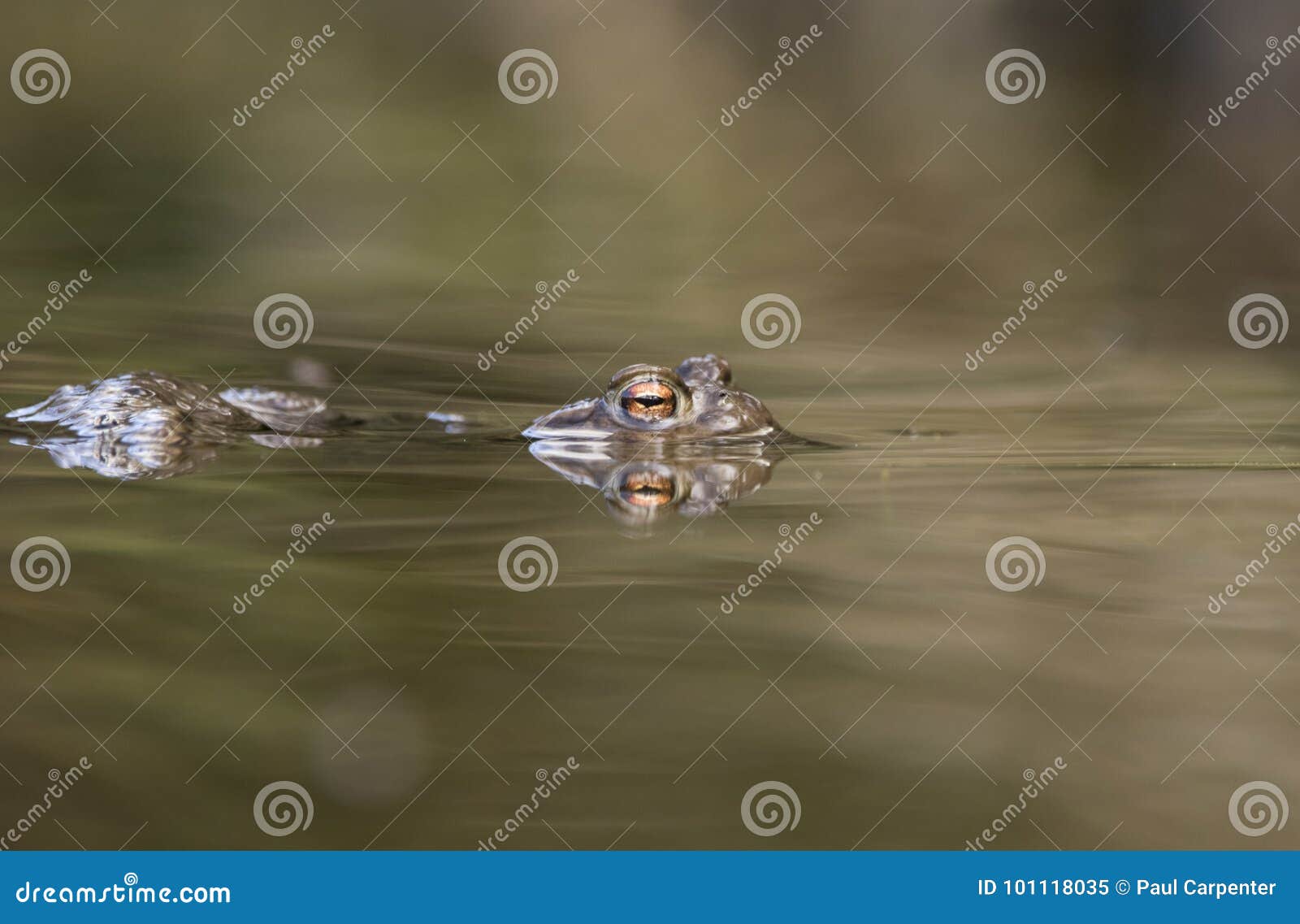 Common Toad Swimming, Breeding, Stock Image - Image of camel ...