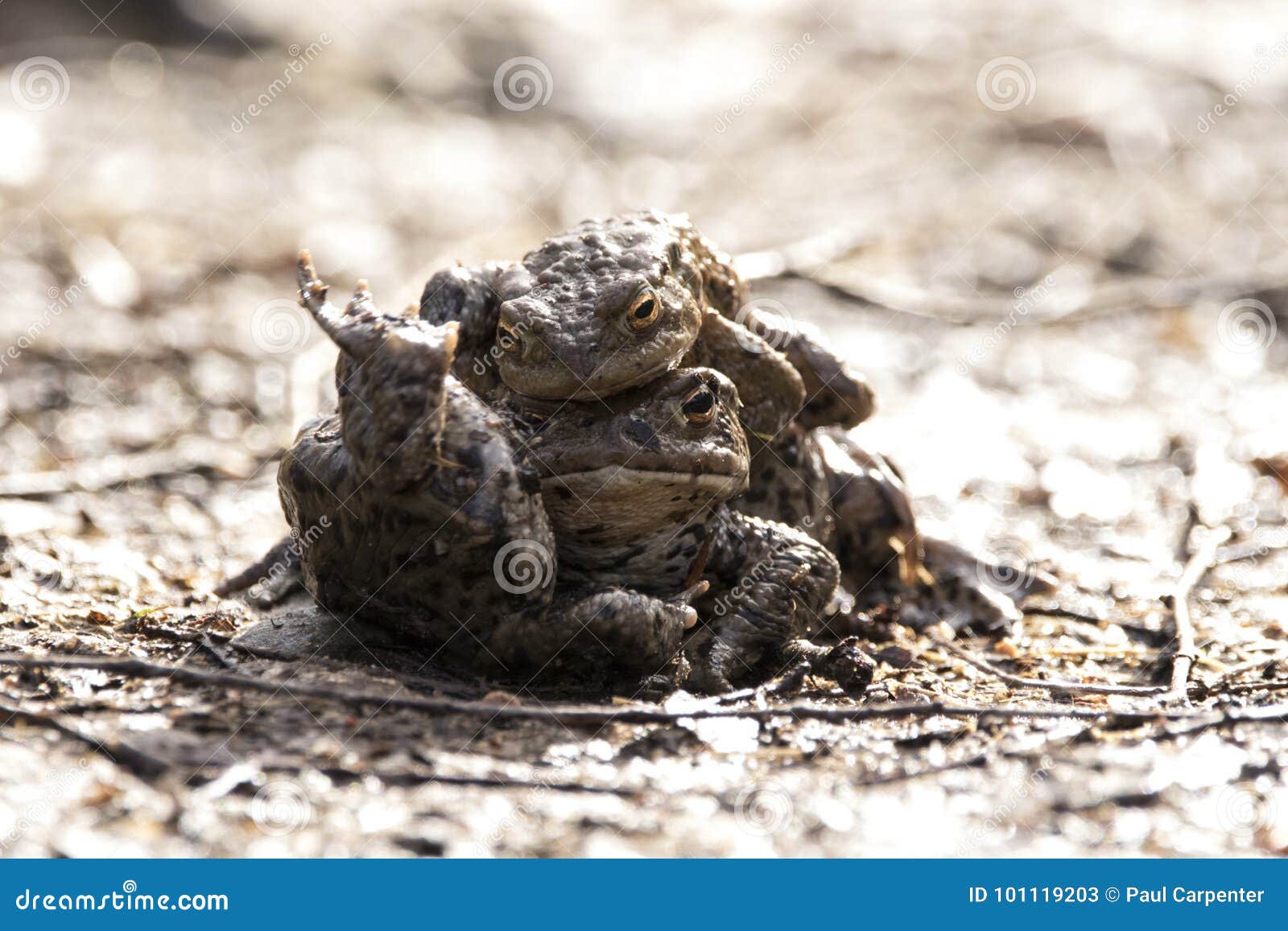 Common Toad Swimming, Breeding, Stock Image - Image of brown, closeup ...