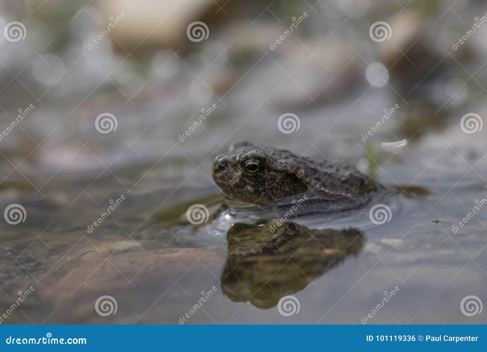 Common Toad Swimming, Breeding, Stock Photo - Image of expressions ...