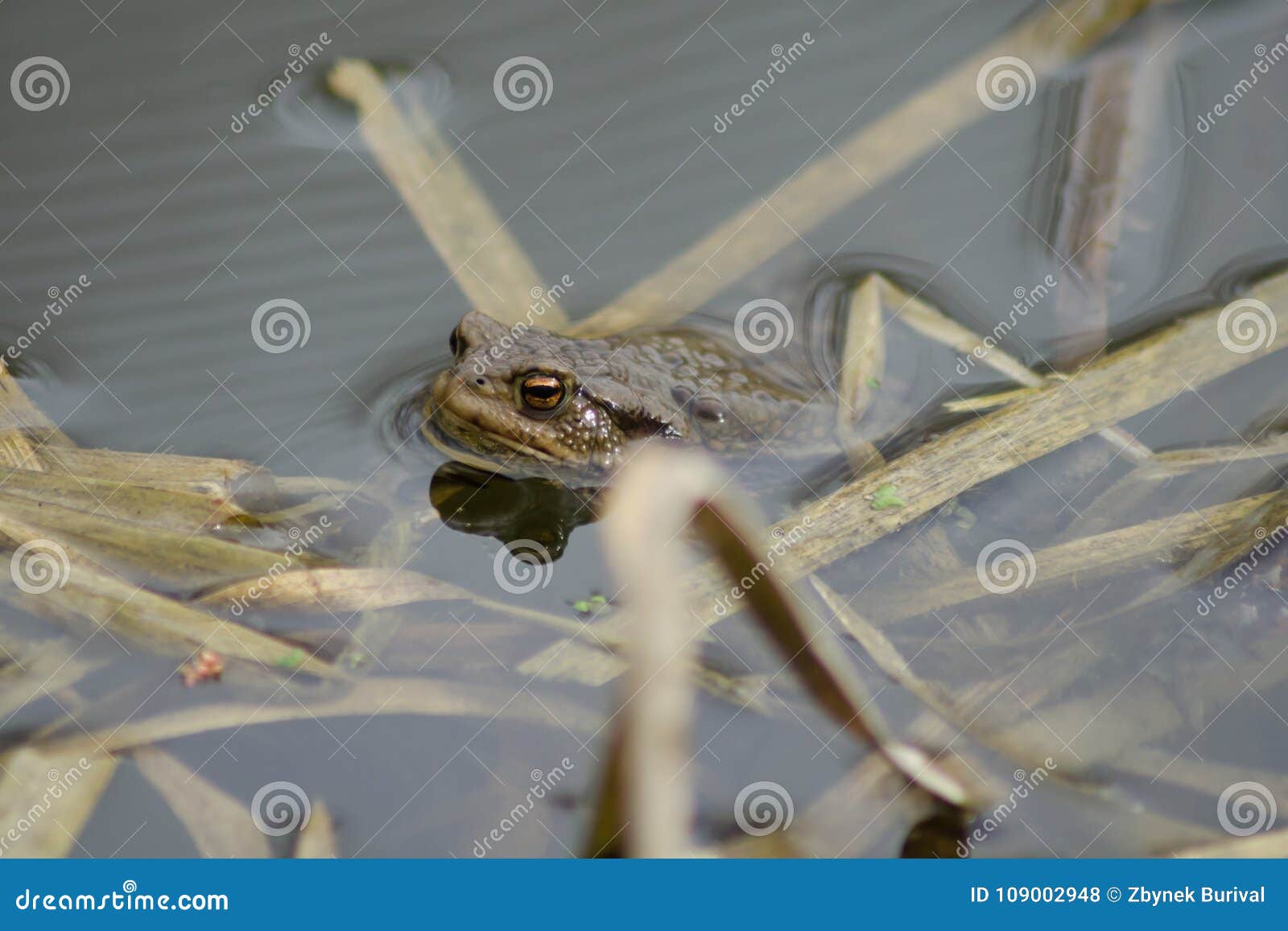 Common Toad Swimming in the Spring Pool Stock Photo - Image of animal ...