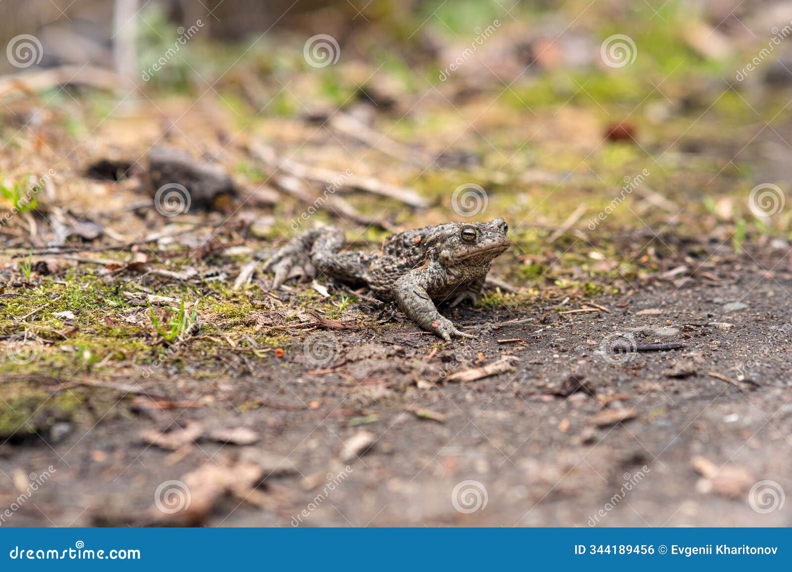 Toad Cross Section Through The Tongue Stock Photo | CartoonDealer.com ...