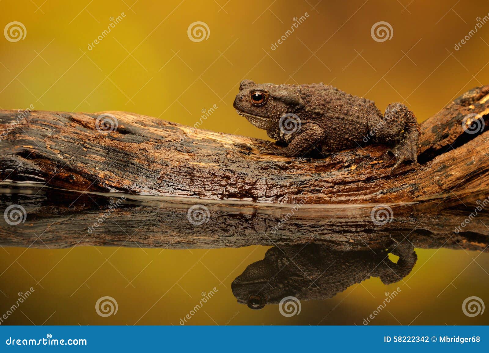Common toad stock photo. Image of wild, isolated, frog - 58222342