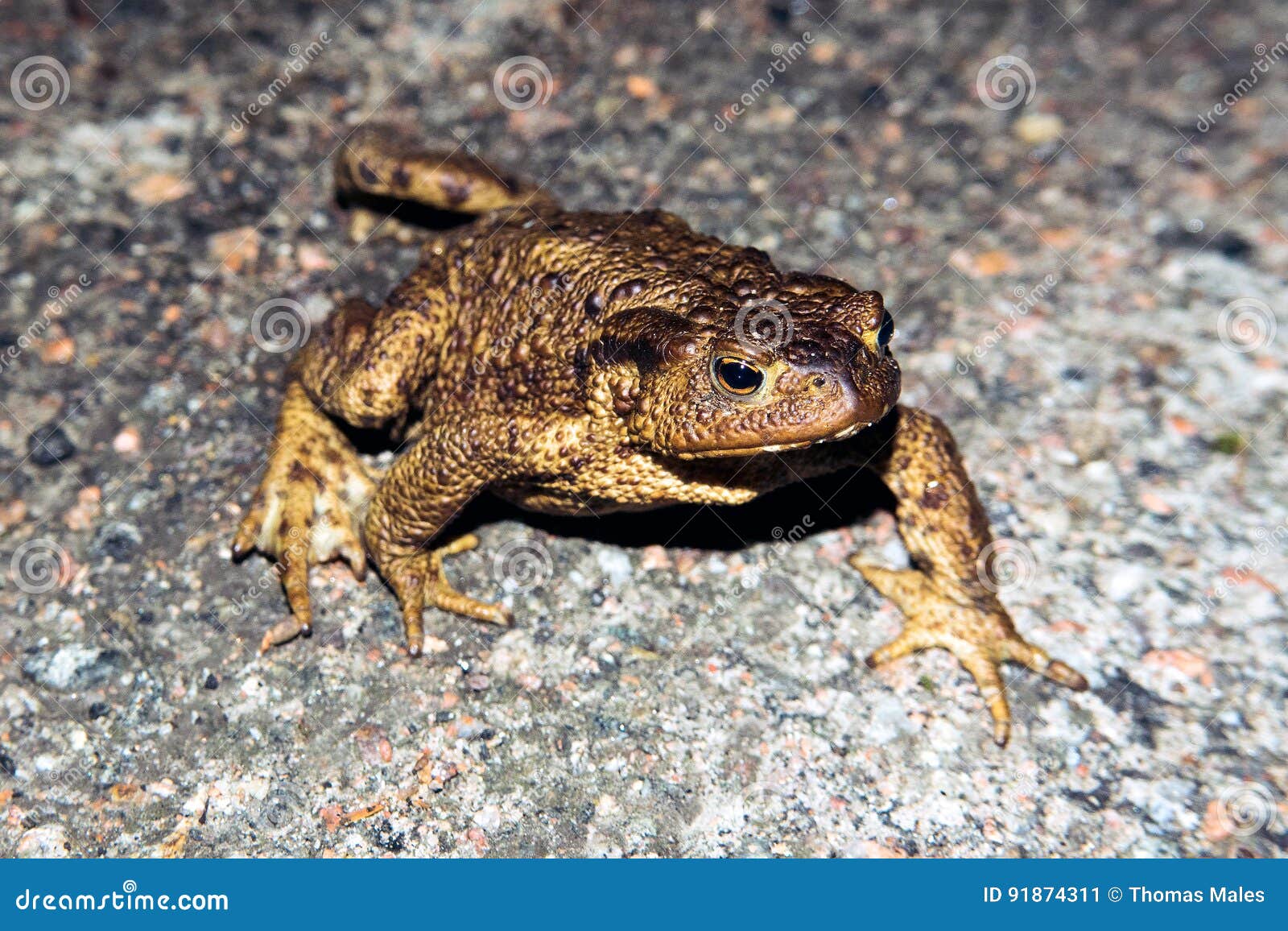 Common toad stock image. Image of outdoors, greyish, fauna - 91874311