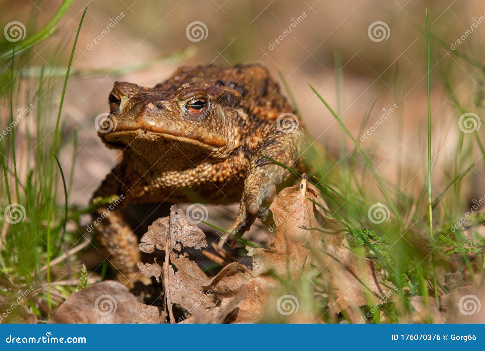 Common Toad, Walking in the Grass Stock Photo - Image of nature, front ...