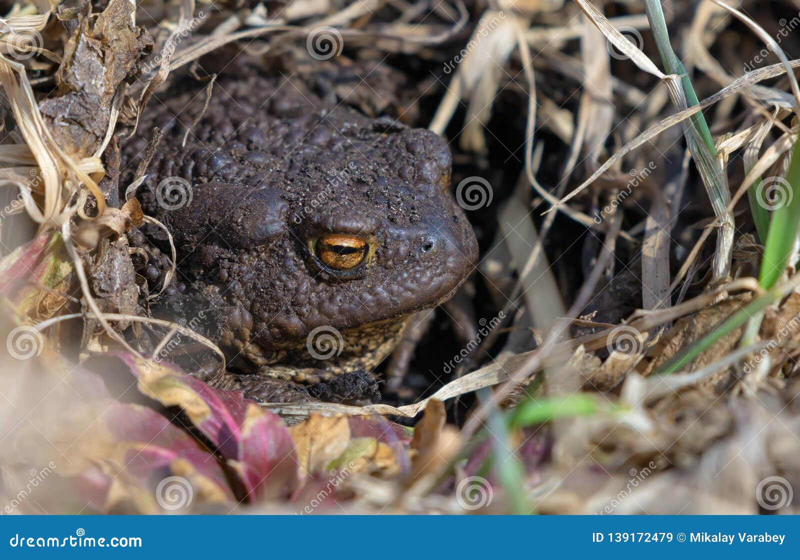 Common Toad Reposes Itself Under Bright Sun in Warm Spring Stock Image ...