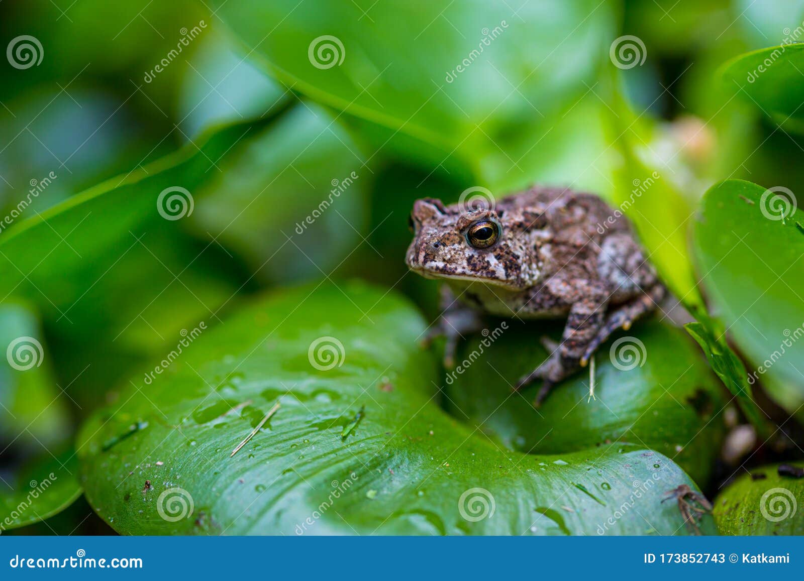 Common Toad on Water Hyacinth Stock Image - Image of aquatic, brown ...
