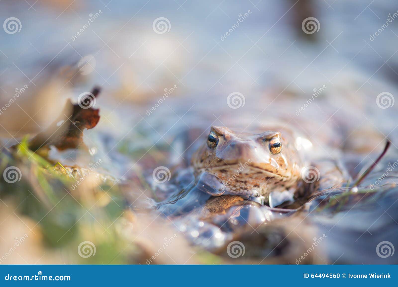 Common toad in water stock photo. Image of natural, species - 64494560