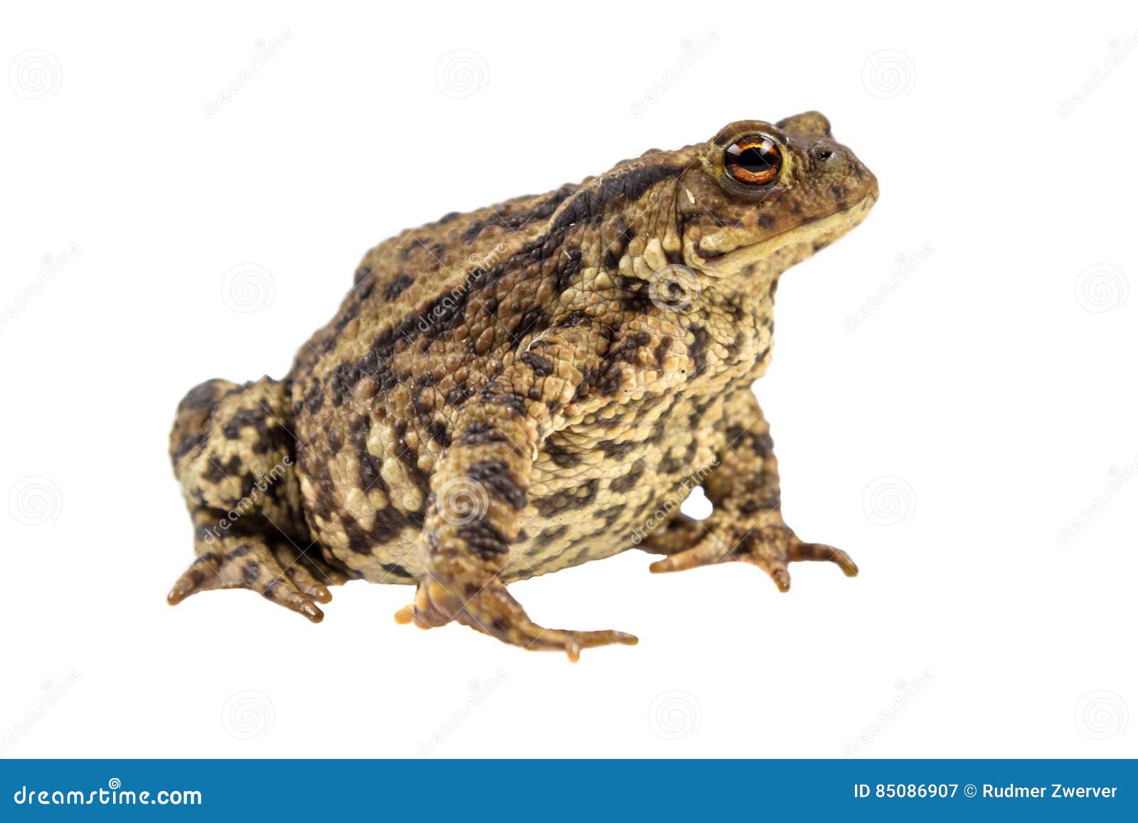 Common Toad on White Background Stock Image - Image of europe, brown ...
