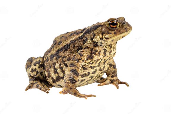 Common Toad on White Background Stock Image - Image of europe, brown ...
