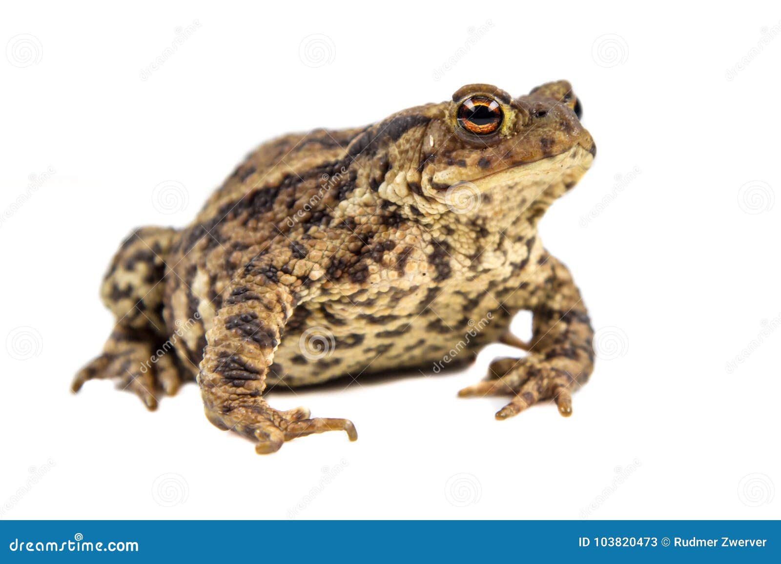 Toad Background Stock Photography | CartoonDealer.com #892766