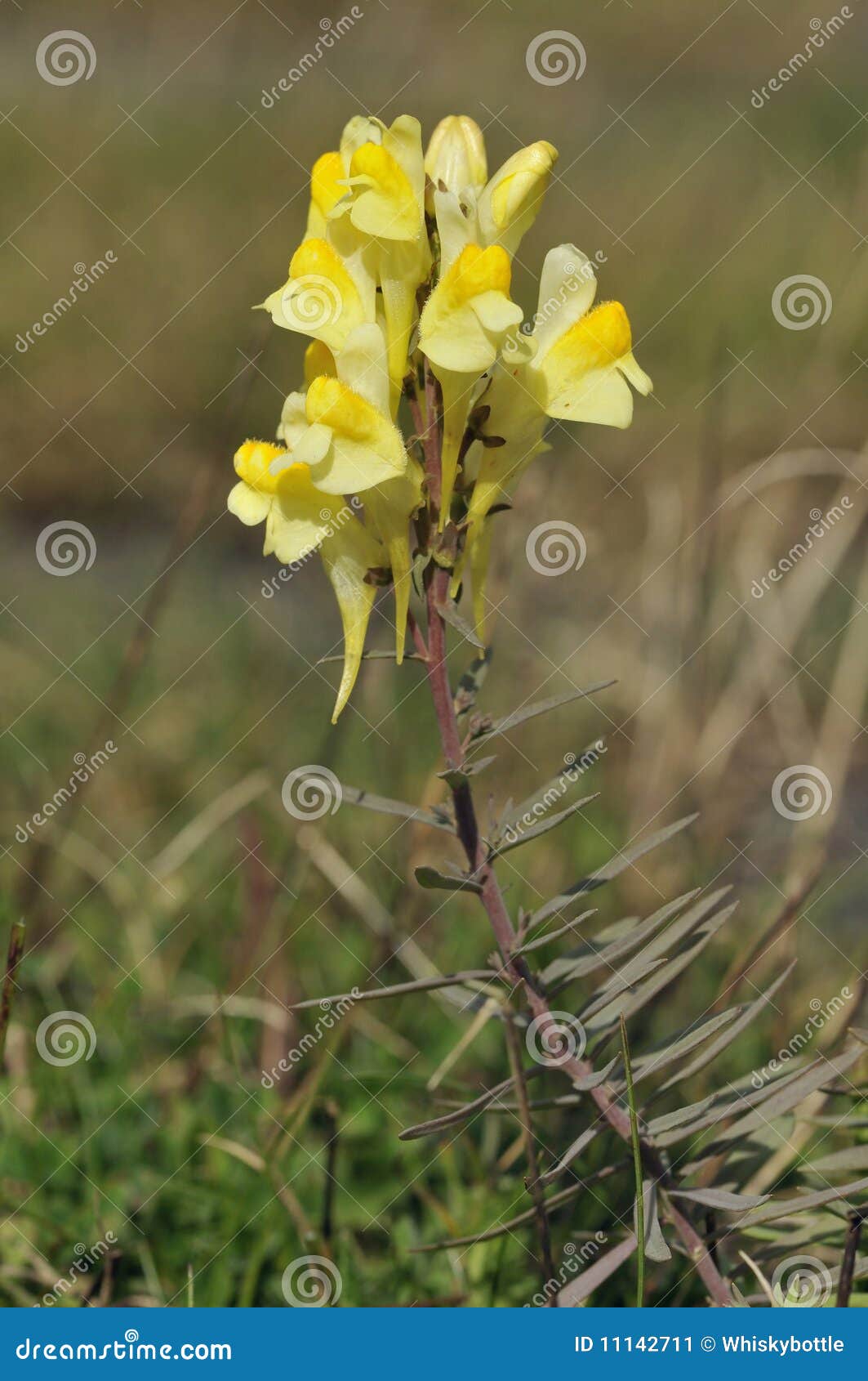 Common Toadflax stock image. Image of british, wild, nature - 11142711