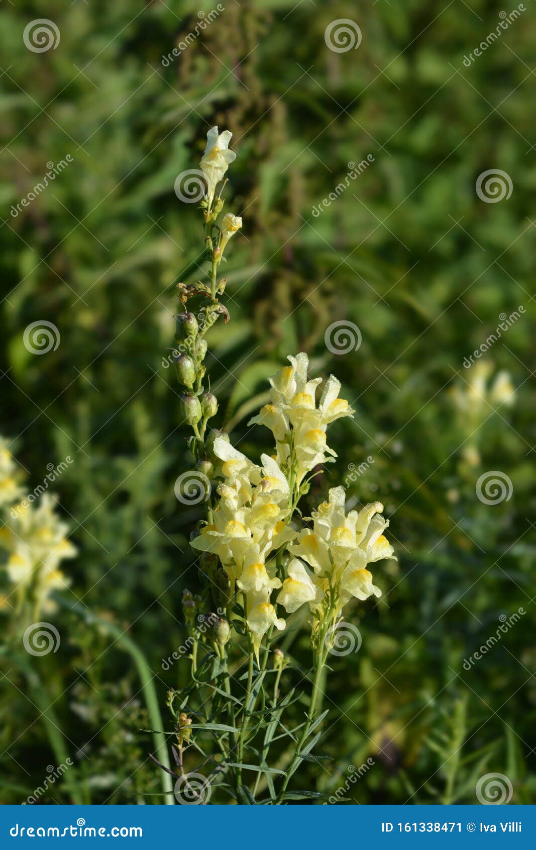 Common toadflax stock image. Image of vulgaris, common - 161338471