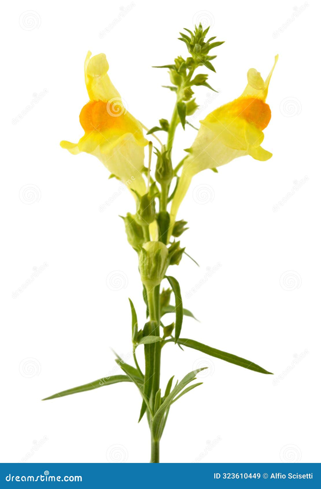 Common Toadflax (Linaria Vulgaris) Royalty-Free Stock Photo ...
