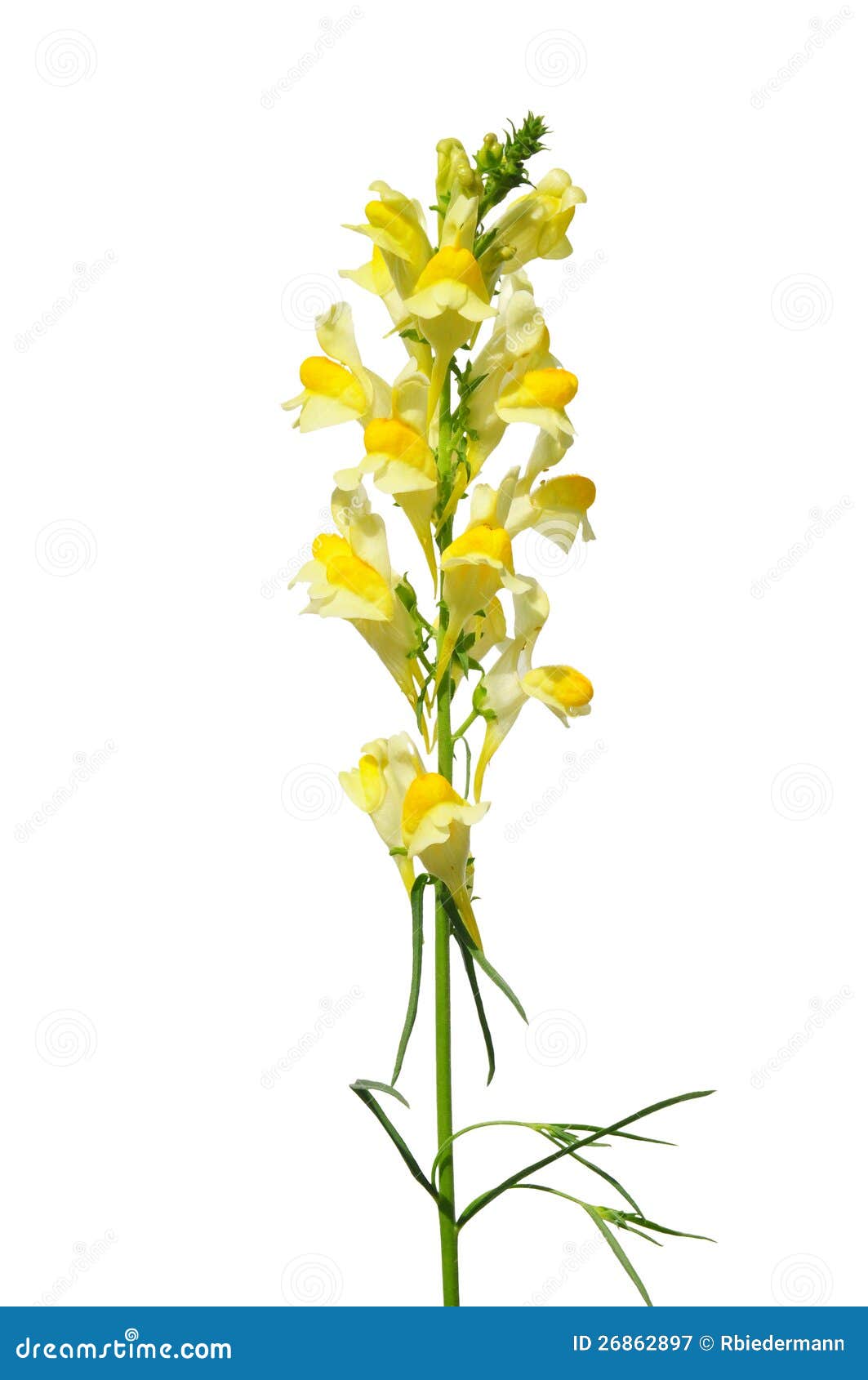 common toadflax (linaria vulgaris) Coloso