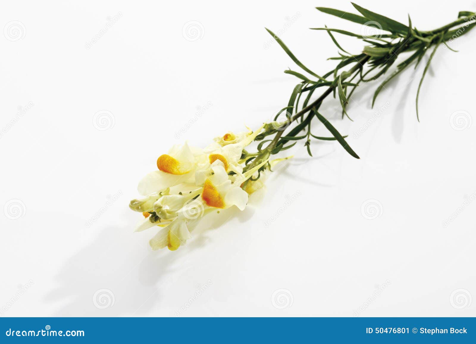 Common Toadflax (Linaria Vulgaris) Stock Image - Image of stem ...