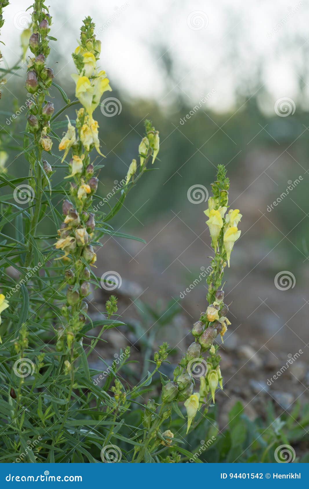 Common Toadflax And Hedge Bedstraw Stock Photography | CartoonDealer ...
