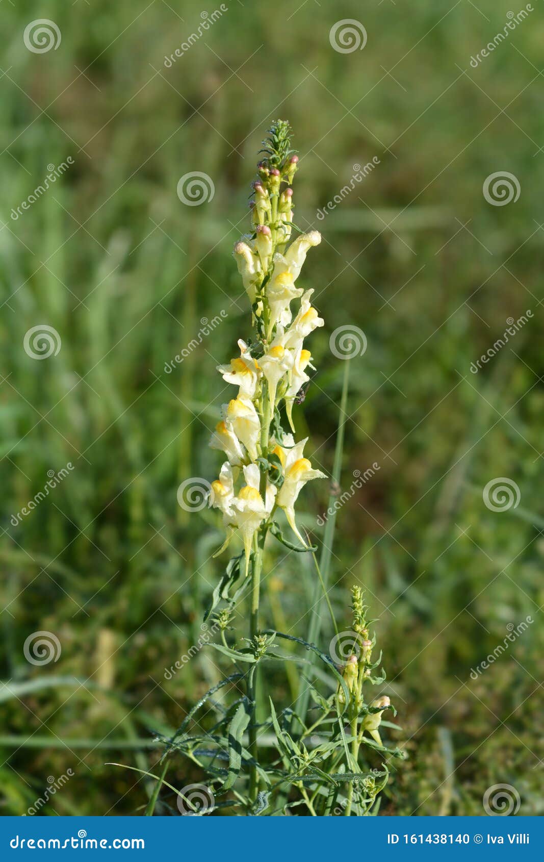 Common toadflax stock photo. Image of leaf, vulgaris - 161438140